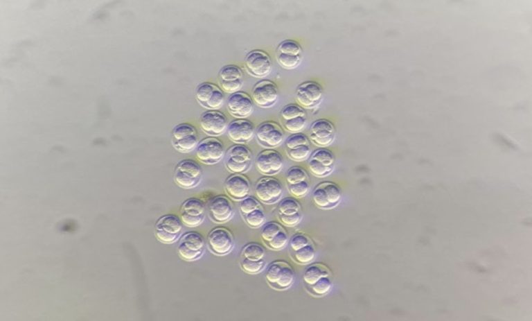 Research reveals how ancient viral DNA shapes early embryonic development