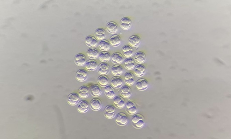 Research reveals how ancient viral DNA shapes early embryonic development