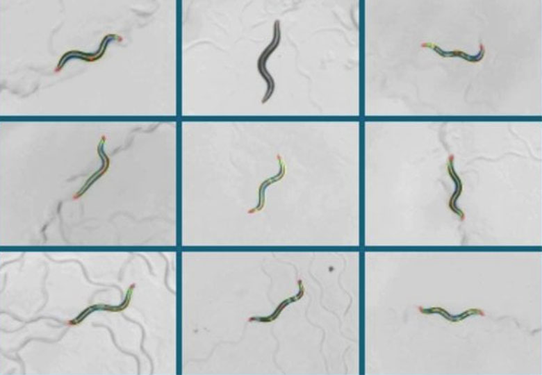 Worming our way to a new understanding of behaviour