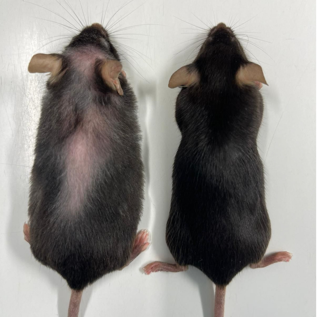 Inhibiting IL-11 in mice extends healthy lifespan and reduces hallmarks ...