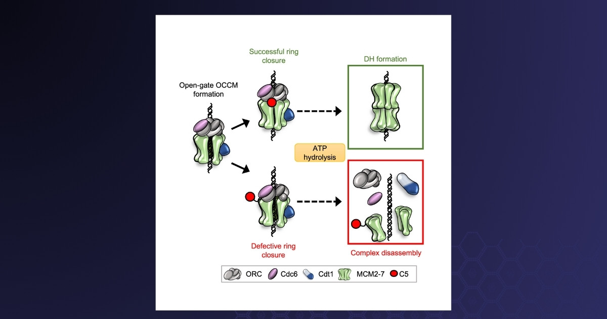 Research uncovers crucial quality control mechanism in DNA replication