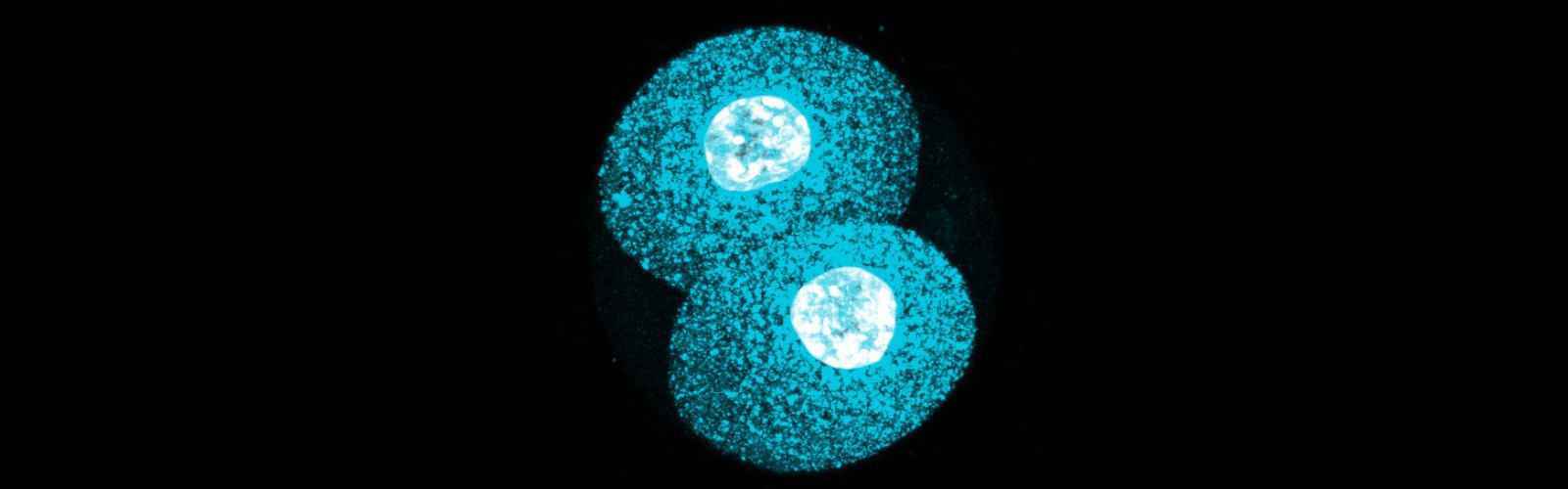 Research reveals how ancient viral DNA shapes early embryonic development