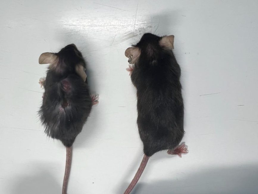 Inhibiting IL-11 in mice extends healthy lifespan and reduces hallmarks ...