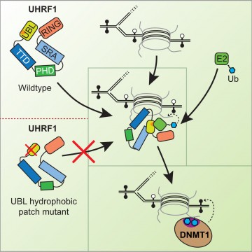 New insight to the role of UHRF1 in gene regulation
