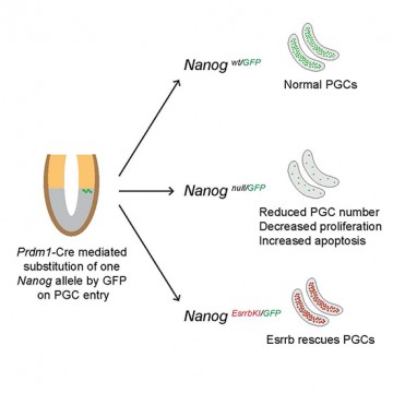 Surprising new role of ‘Nanog’ revealed
