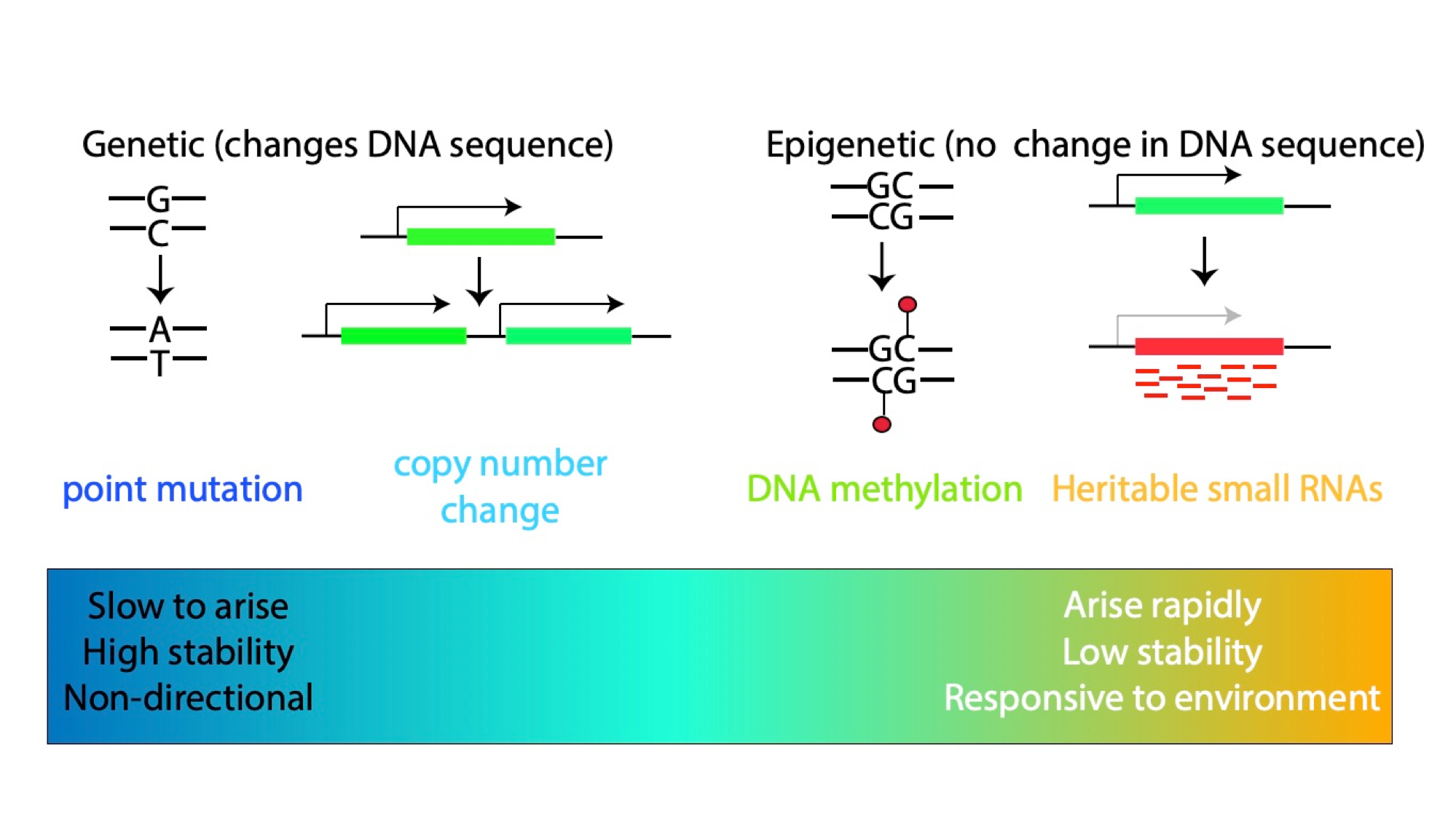 Epigenetics - evolution in the fast lane?