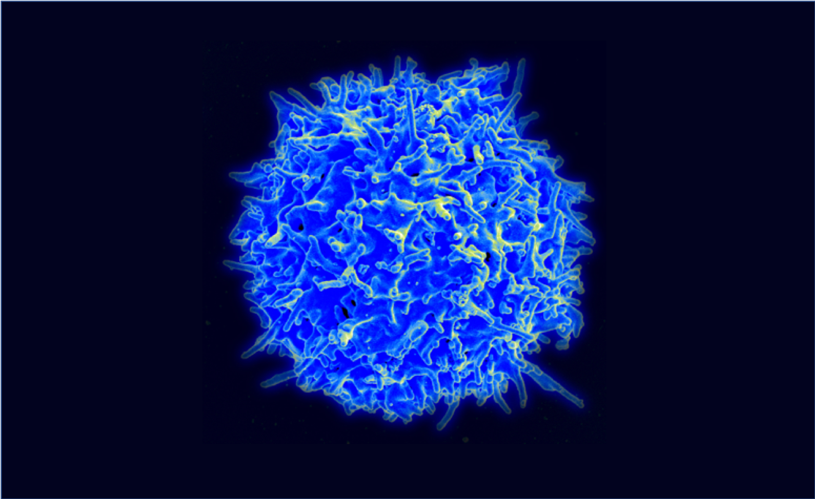 A unifying model for T cell lineage choice