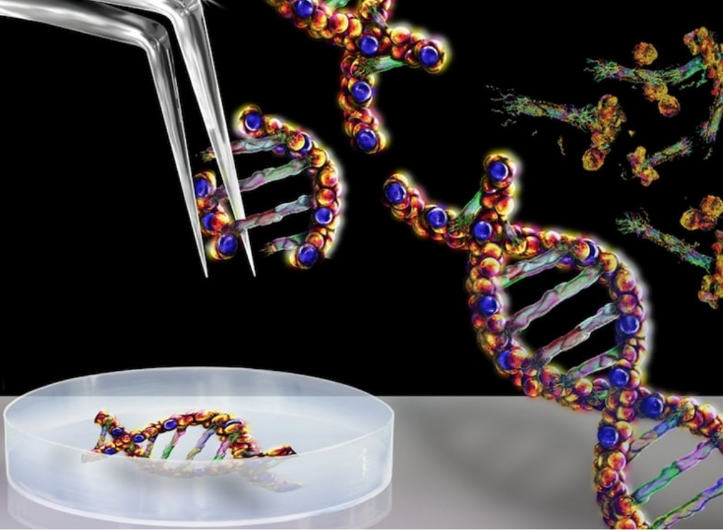 Genomic variation and disease research group | Lila Allou