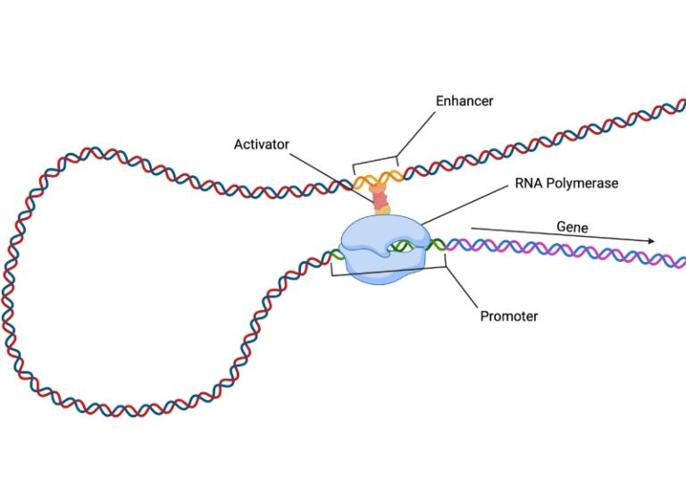Human genetics provides clues to why DNA regulatory regions get 'loopy'