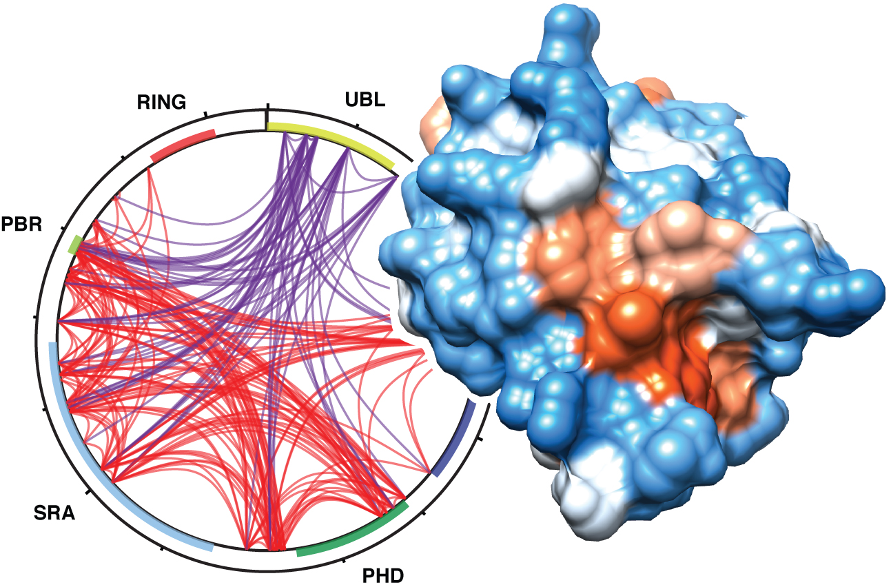 New insight to the role of UHRF1 in gene regulation