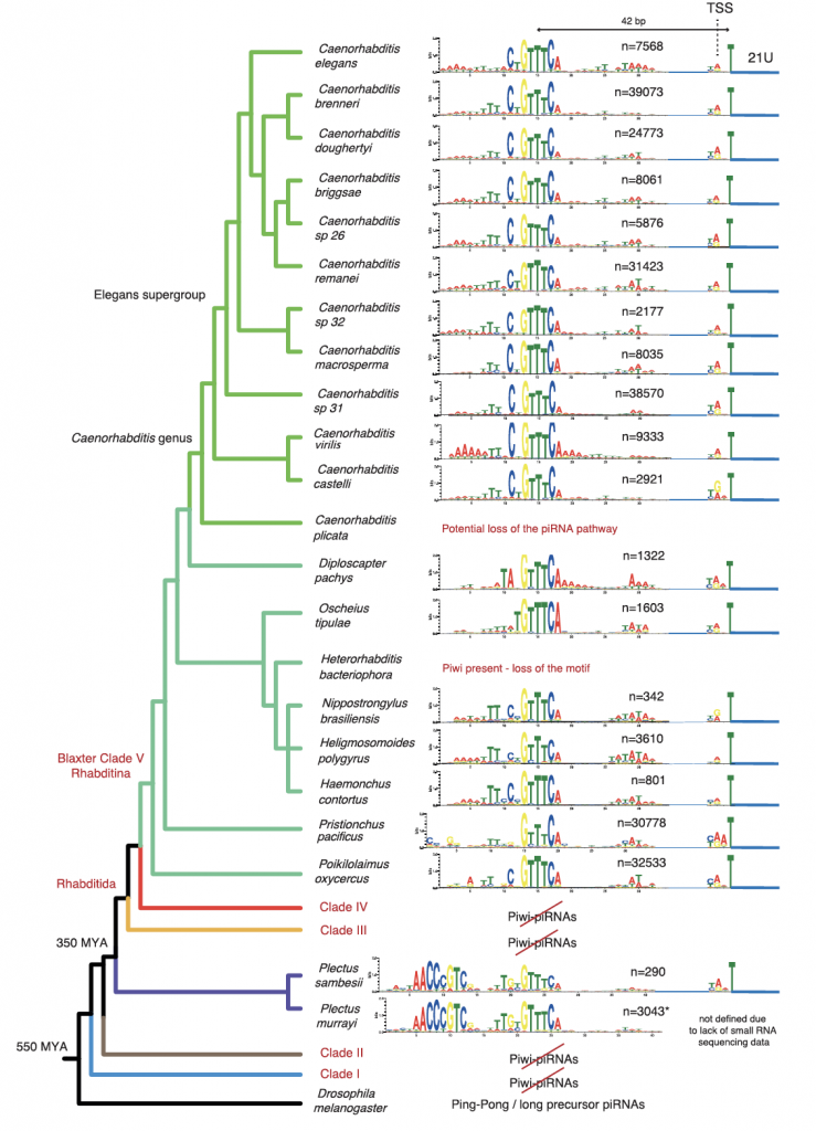 The race to protect the genome: new insights into the mechanisms of ...