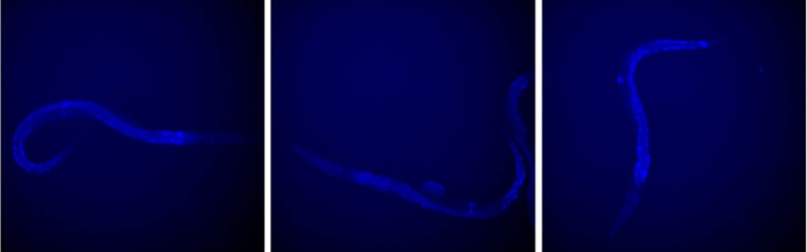 Exploring a new method for gene transfer in worms could revolutionise ...