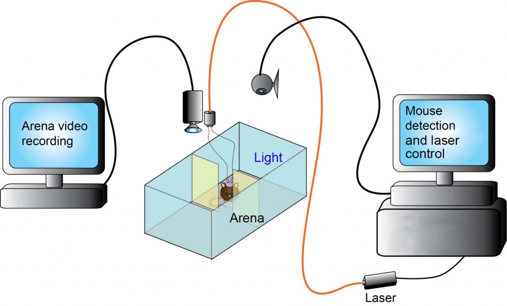 Shining a light on metabolic signalling research