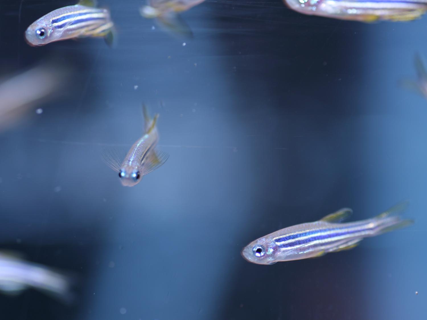 LMS to host the most comprehensive atlas yet of genomic data on zebrafish