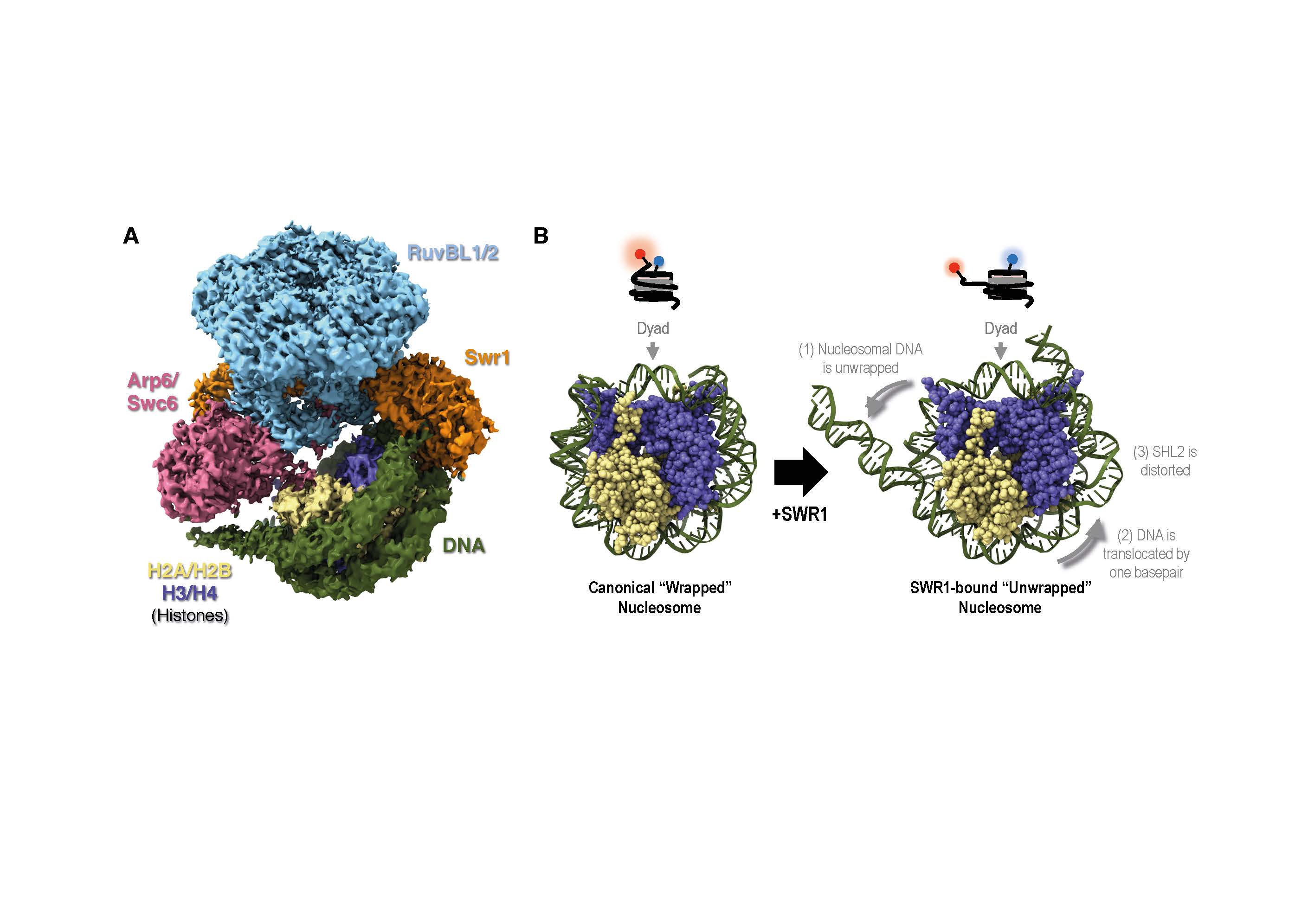 Gene machine: New insight to mechanisms of damaged DNA repair