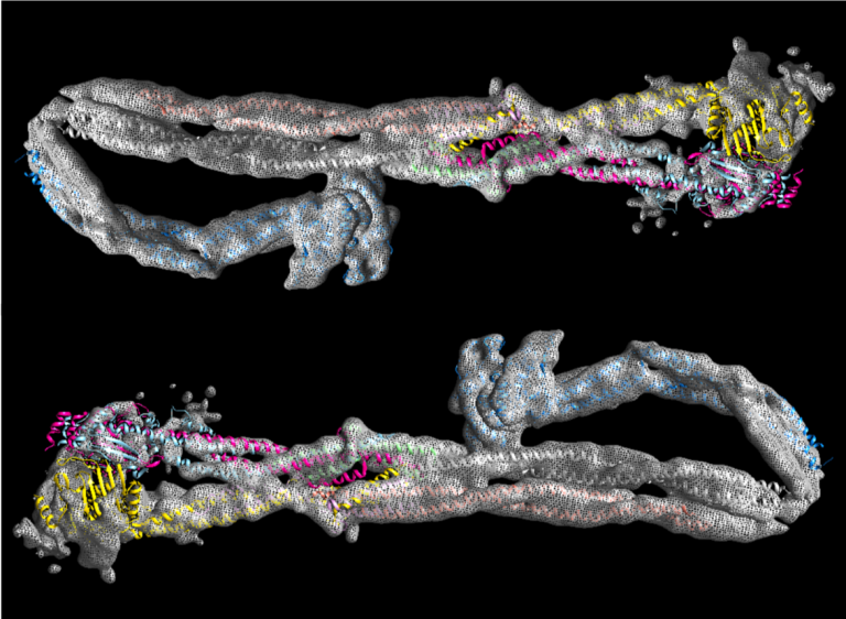 Cryo-EM keeps us 'in the loop' about chromosome structure