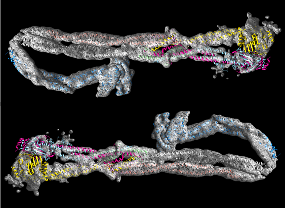 Cryo-EM keeps us 'in the loop' about chromosome structure