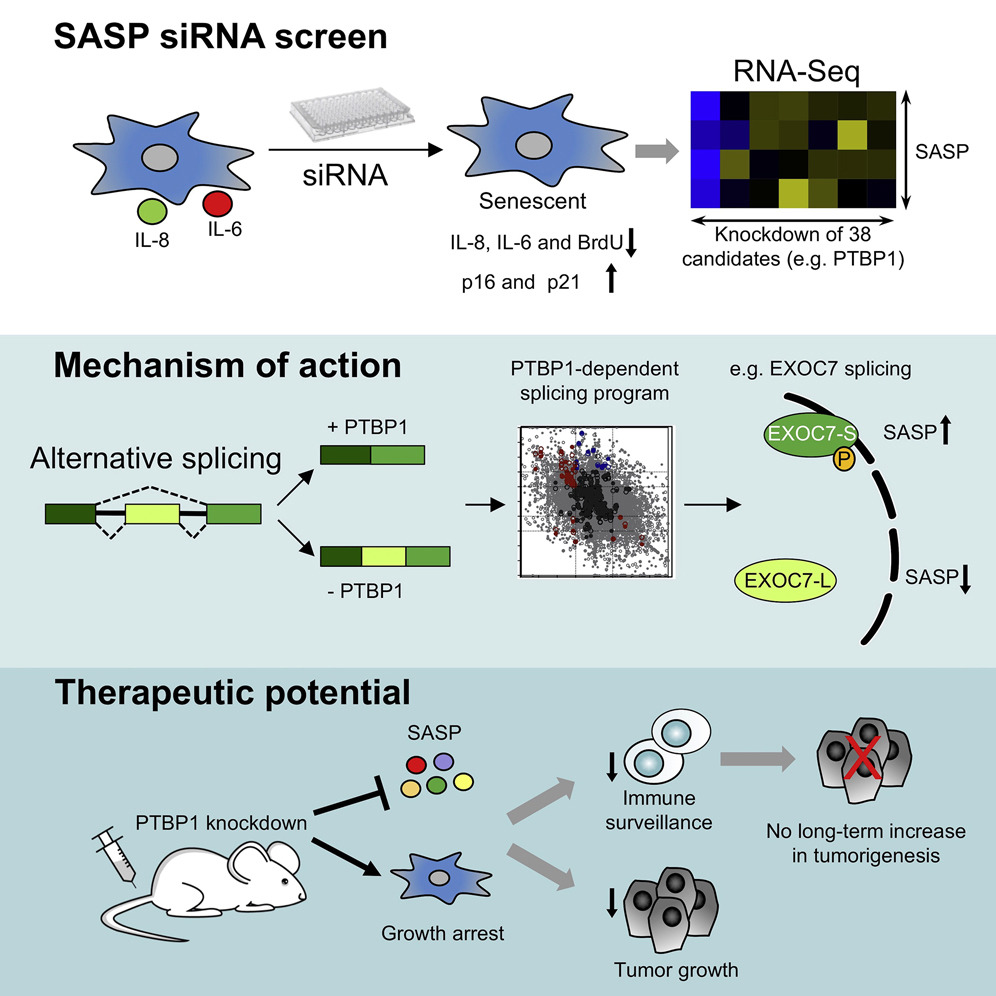New target for inflammation-driven cancer