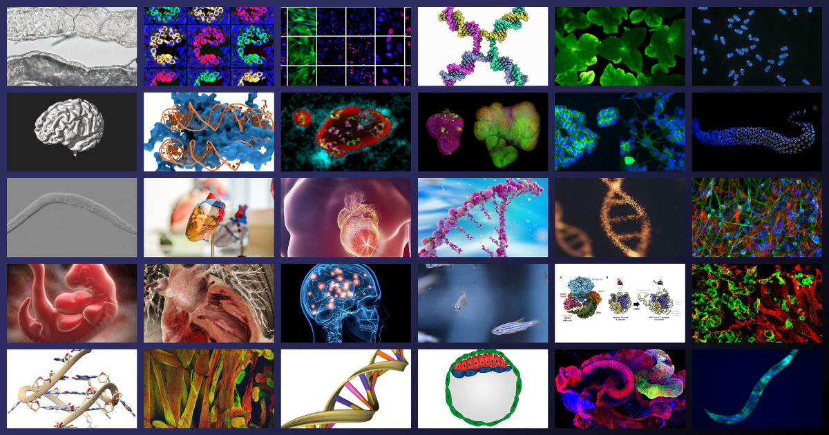 Research groups