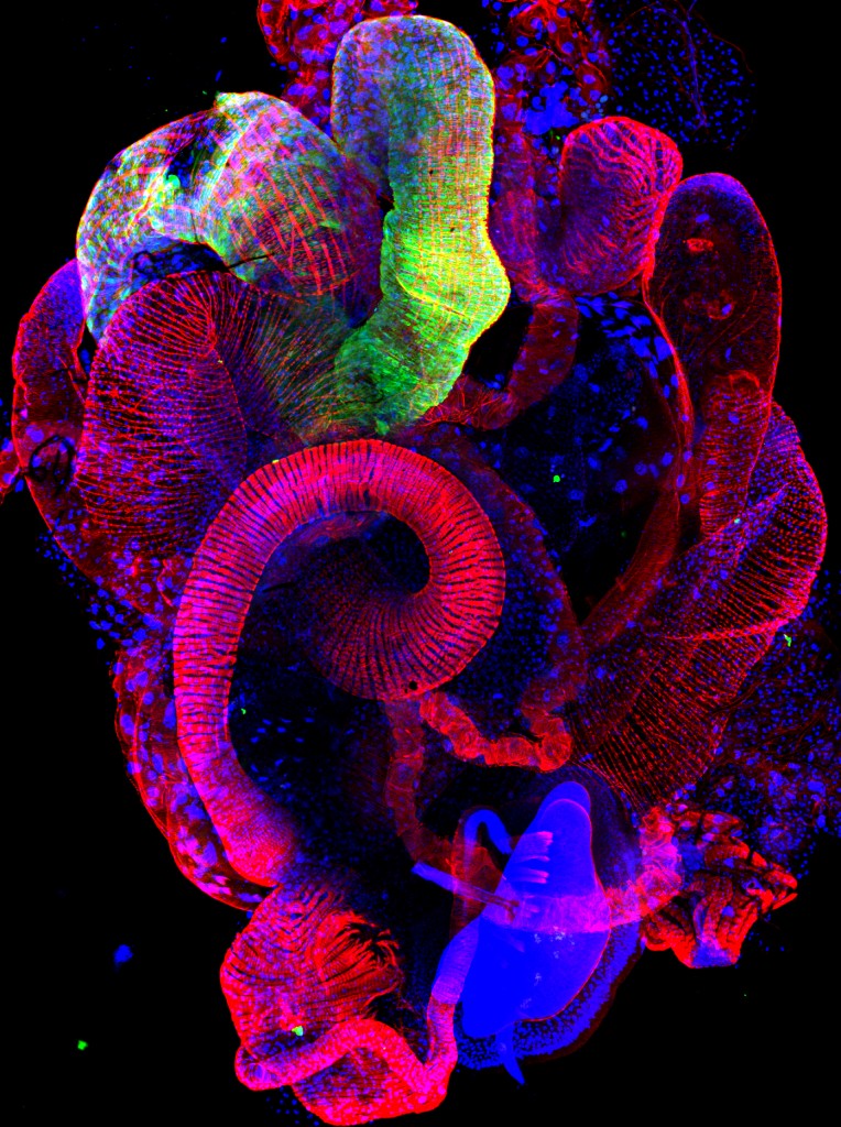 Testes sweet talk the gut to maintain sperm production