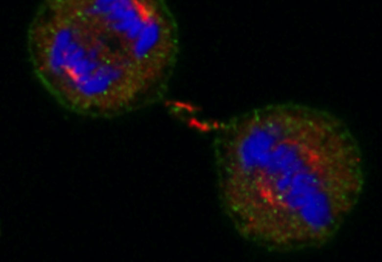 Clockwork rainbow inside our cells