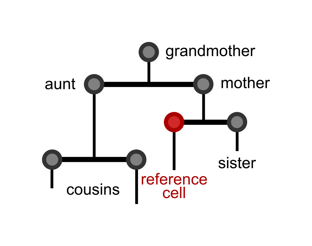 The hidden rhythm of our cells