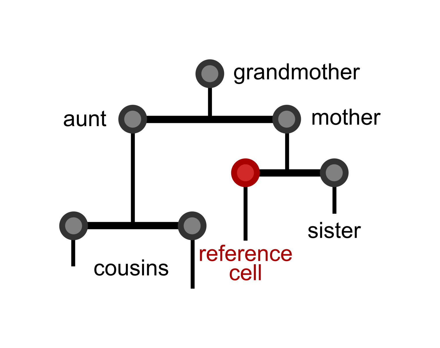 The hidden rhythm of our cells