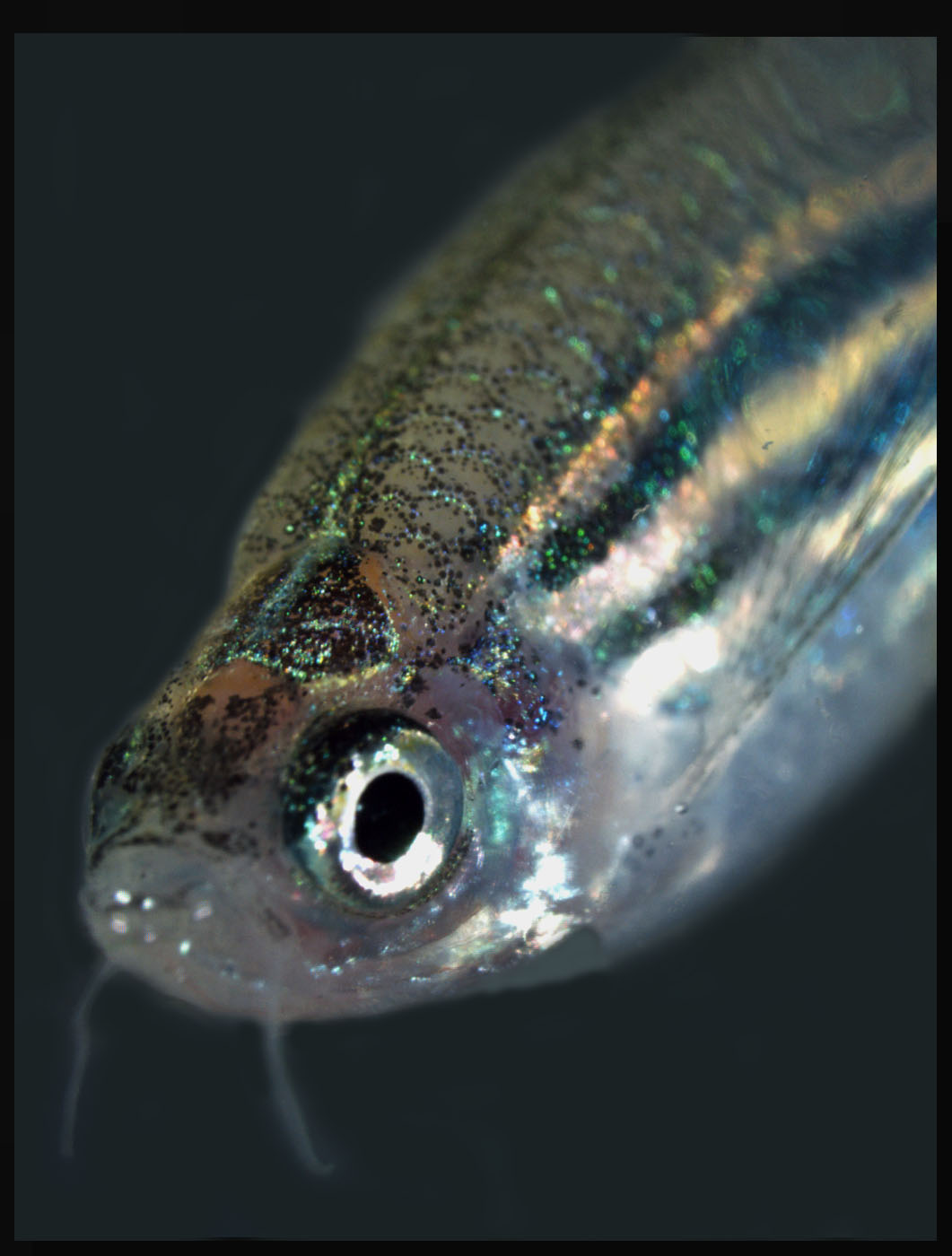 Computing and zebrafish duo win Wellcome Trust award for genetics research